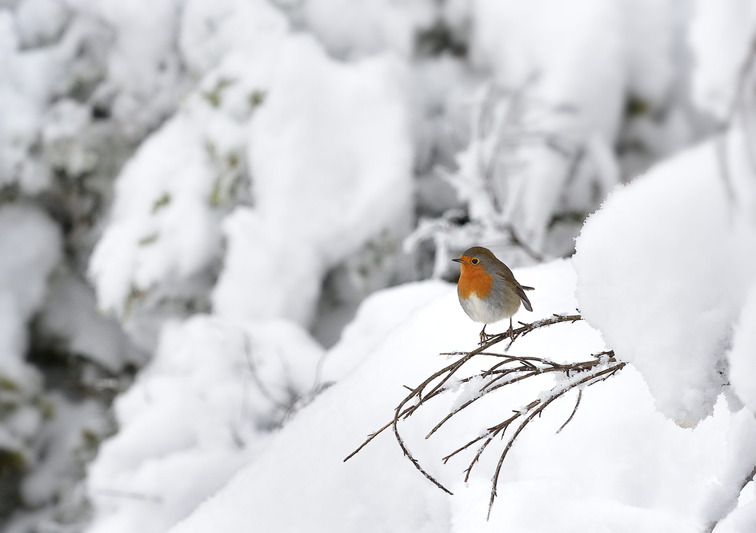 Les oiseaux en hiver - Château de Goutelas